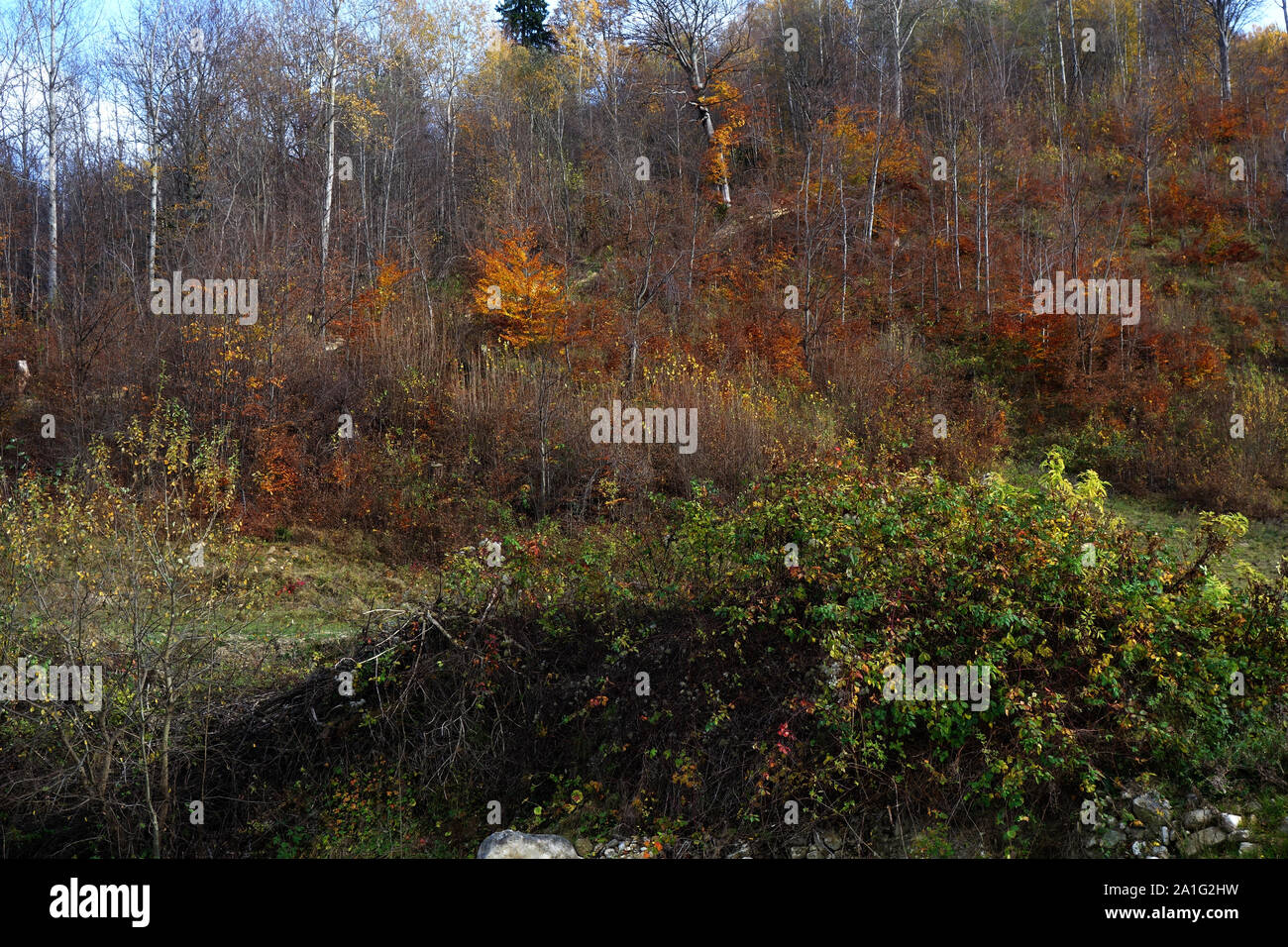October through the mountain forests Stock Photo - Alamy