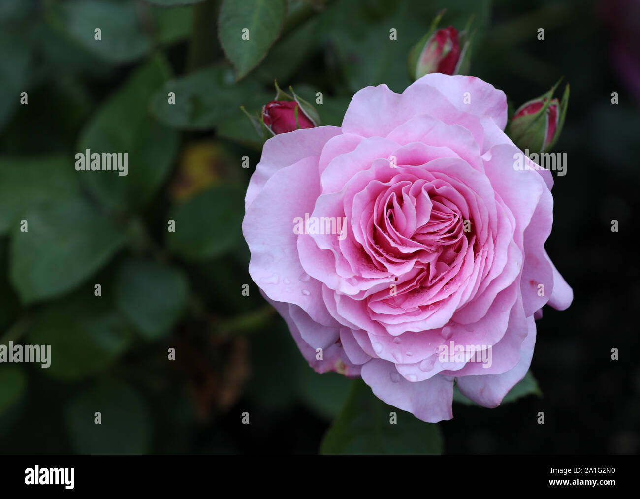 Rose Grove High Resolution Stock Photography and Images - Alamy