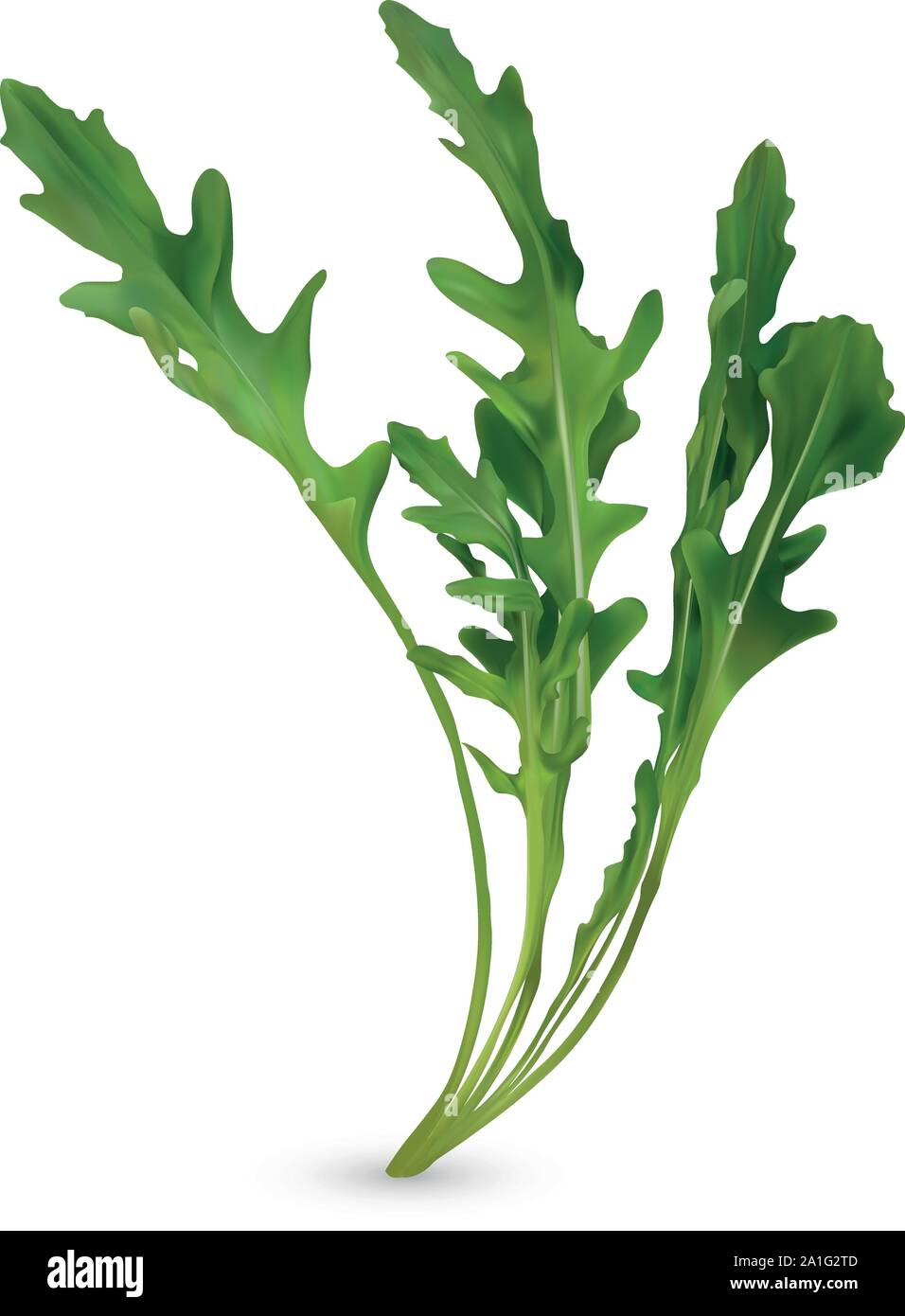3D realistic rucola. Fresh salad or rucola. Collection green leaf ...