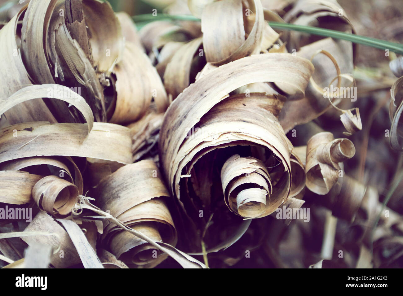 Coiled dried plant parts of a plant Stock Photo - Alamy