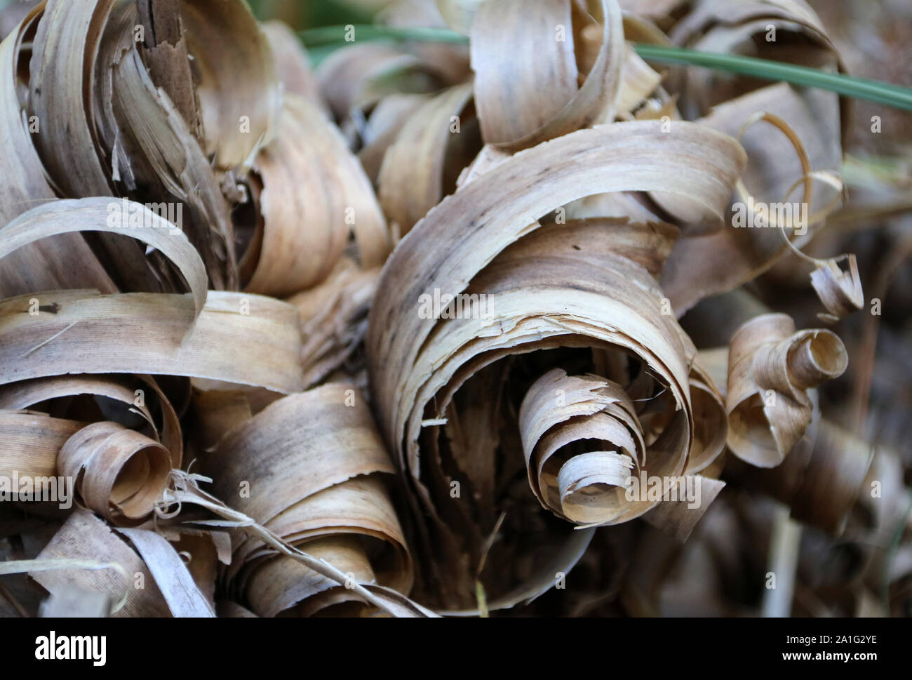 Coiled dried plant parts of a plant Stock Photo - Alamy