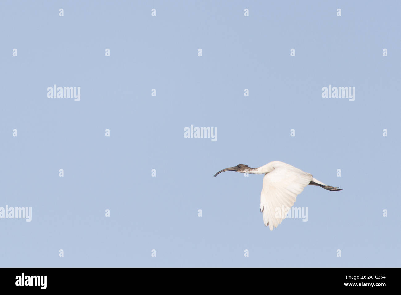Asiatic ibis hi-res stock photography and images - Alamy
