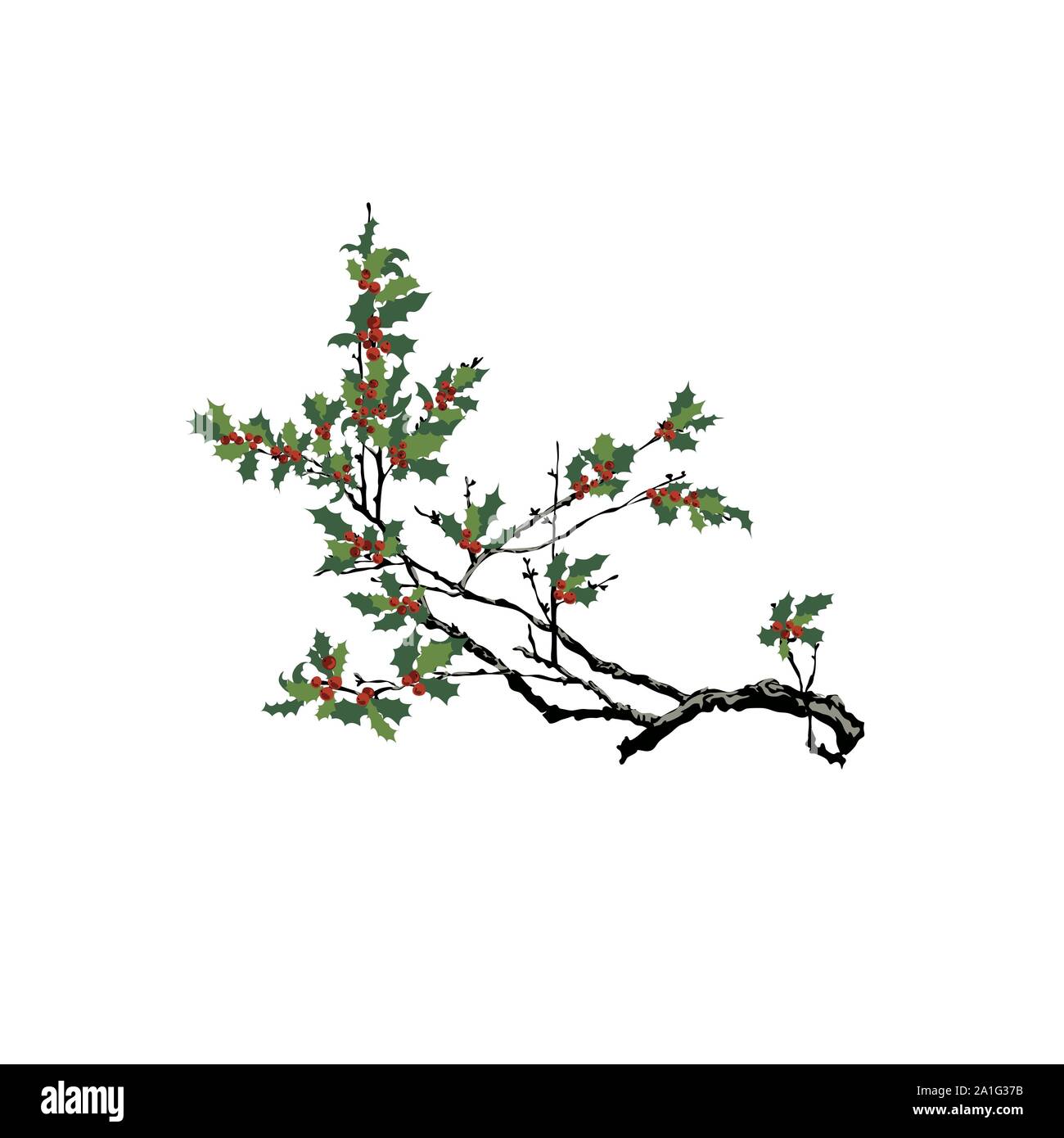 Holly Tree High Resolution Stock Photography and Images - Alamy