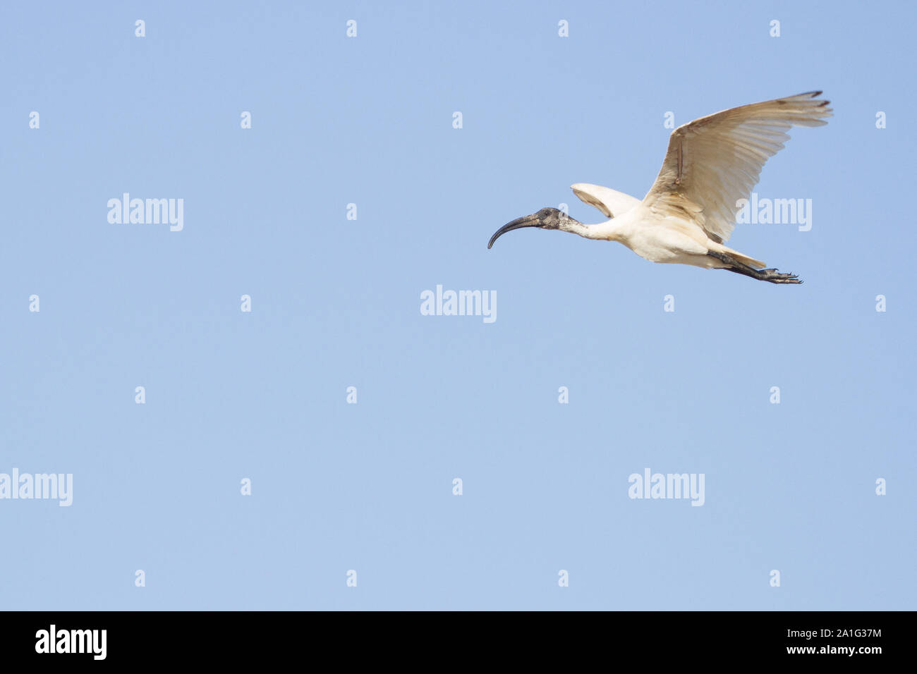 White Ibis in Flight Stock Photo - Alamy