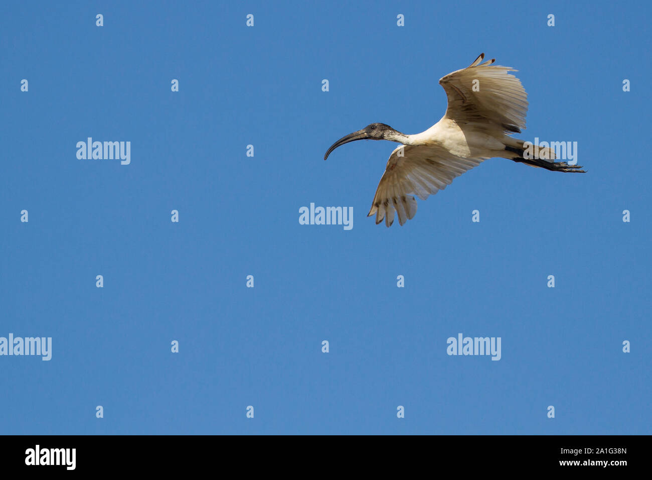 White Ibis in Flight Stock Photo - Alamy