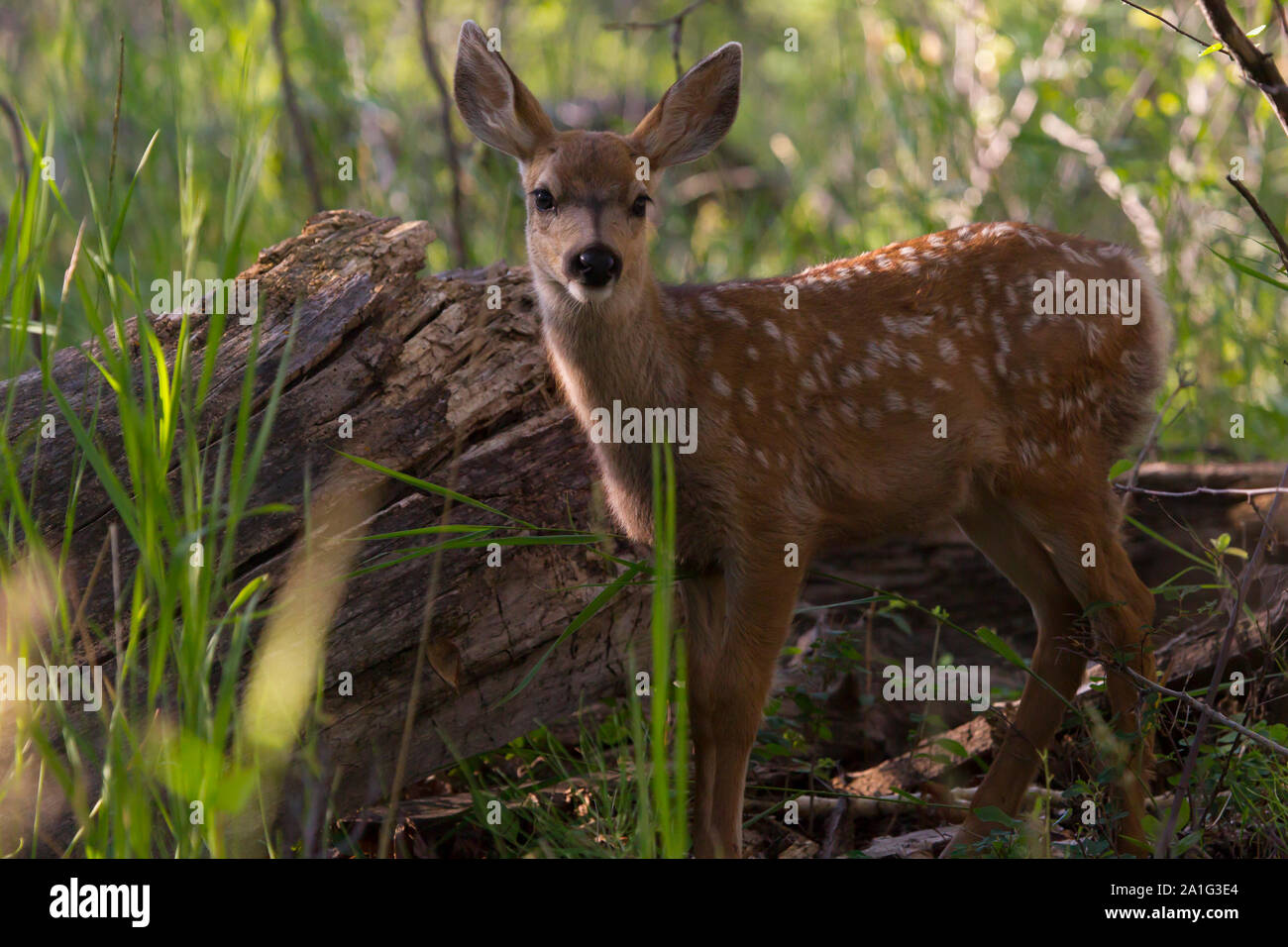 Cute Deer Fawn Stock Photo - Alamy