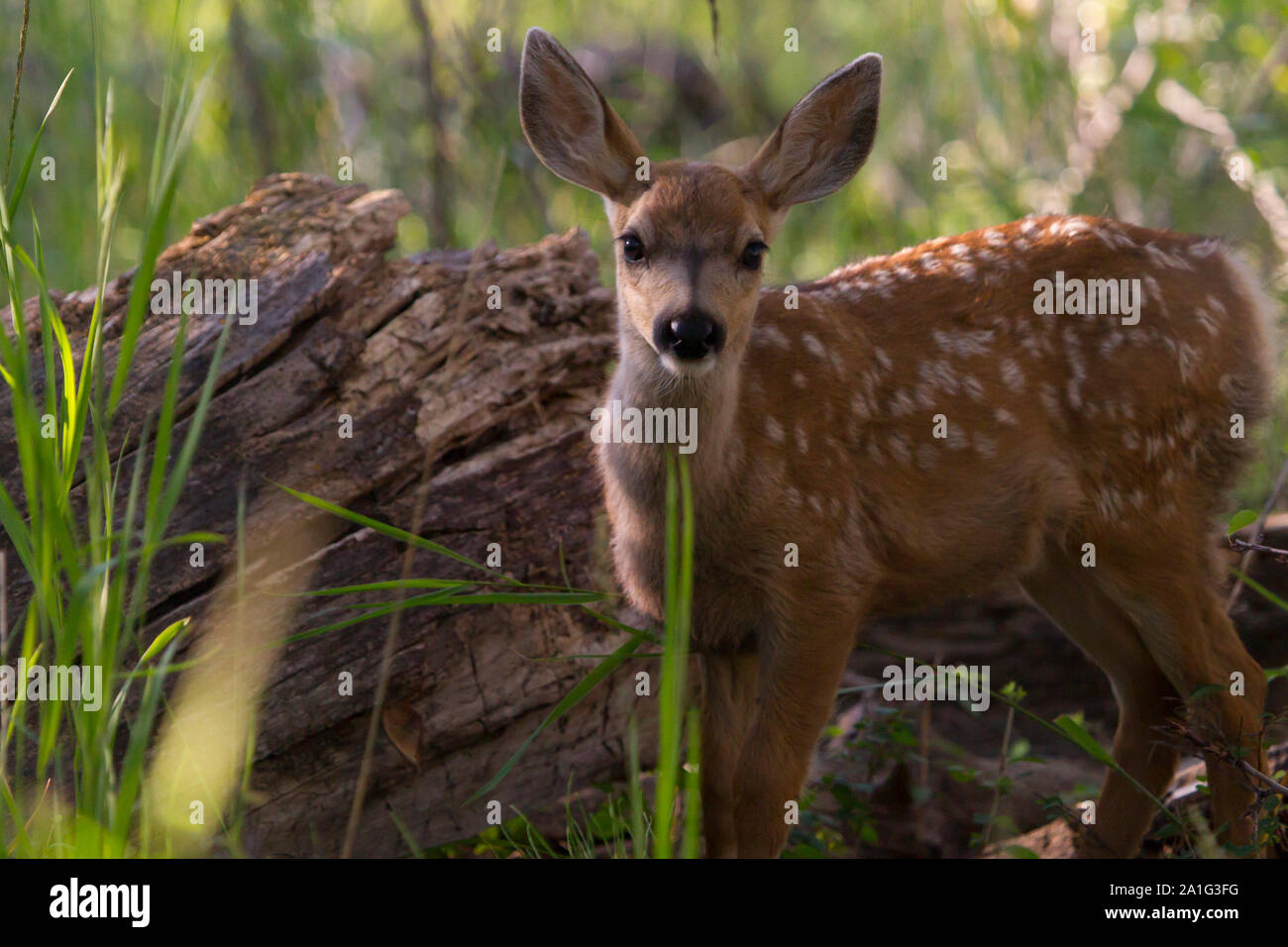 Cute Deer Fawn Stock Photo - Alamy