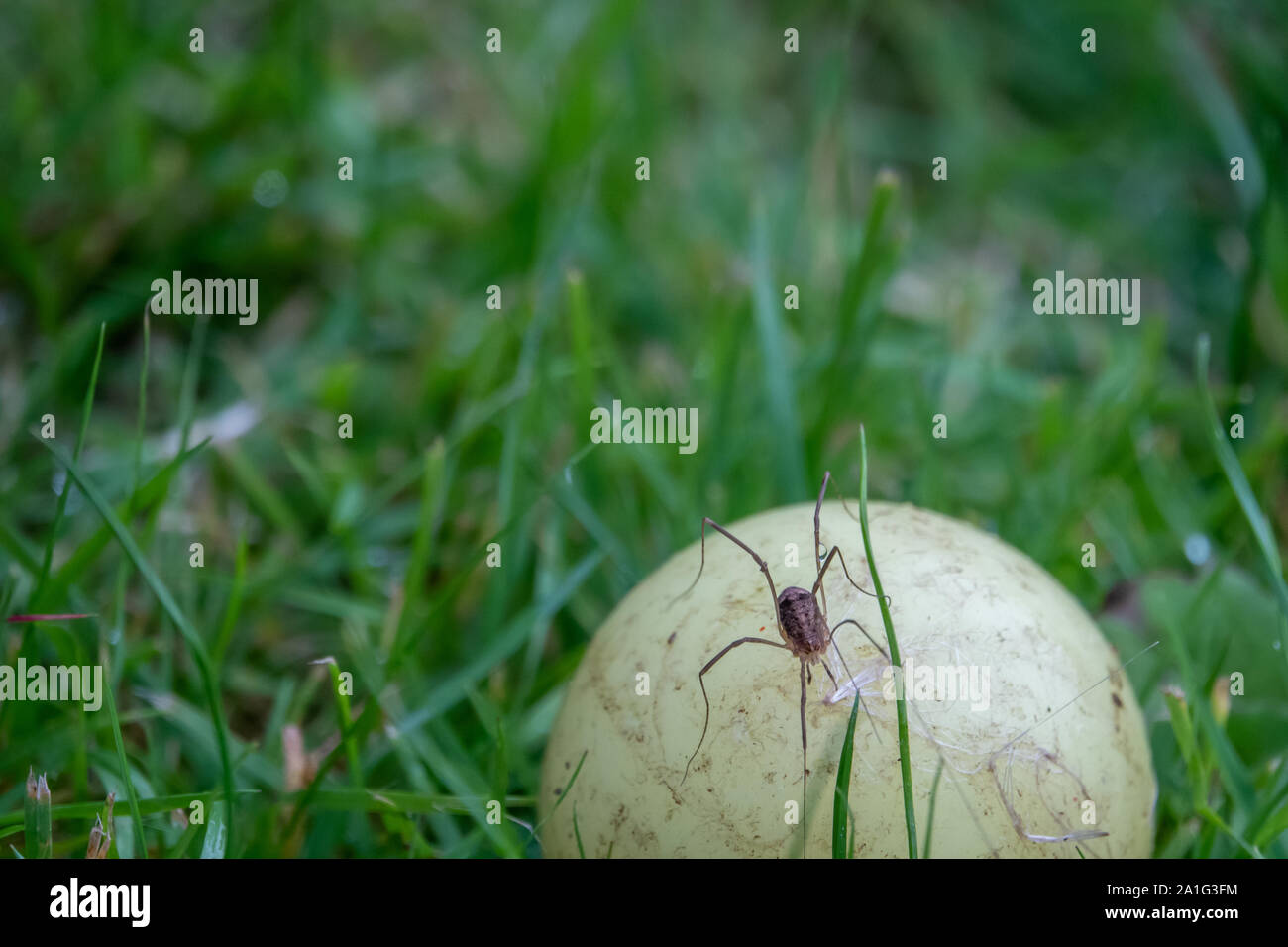 Trembling Legs High Resolution Stock Photography and Images - Alamy