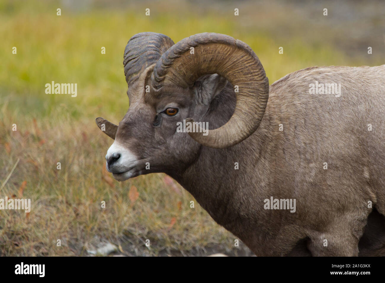 Big Horn Sheep Stock Photo - Alamy