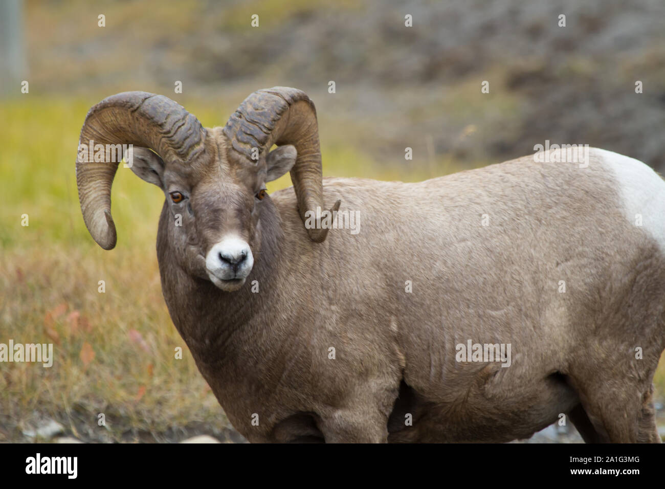 Big Horn Sheep Stock Photo - Alamy