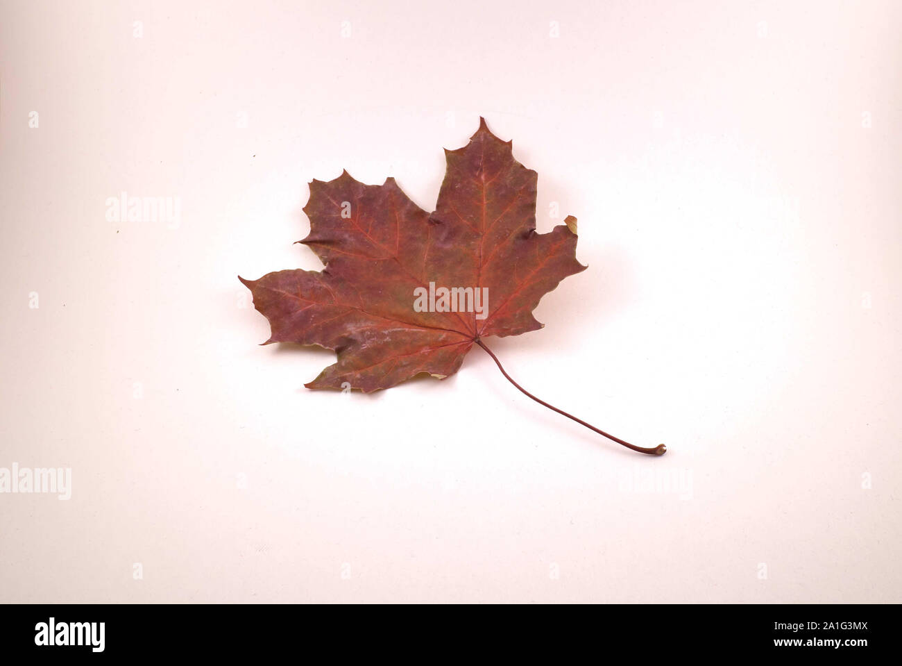 Red and brown colour hi-res stock photography and images - Alamy