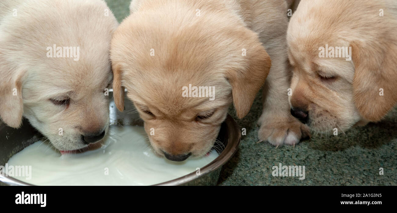 Very young blonde Labrador puppies Stock Photo - Alamy