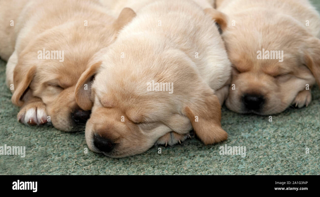 Very young blonde Labrador puppies Stock Photo - Alamy