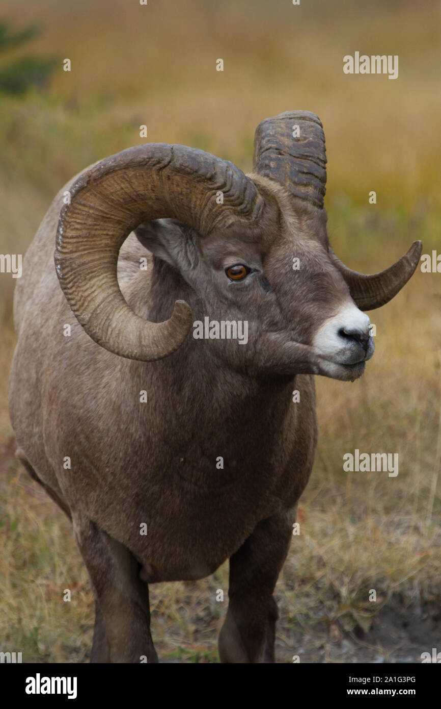 Big Horn Sheep Stock Photo - Alamy