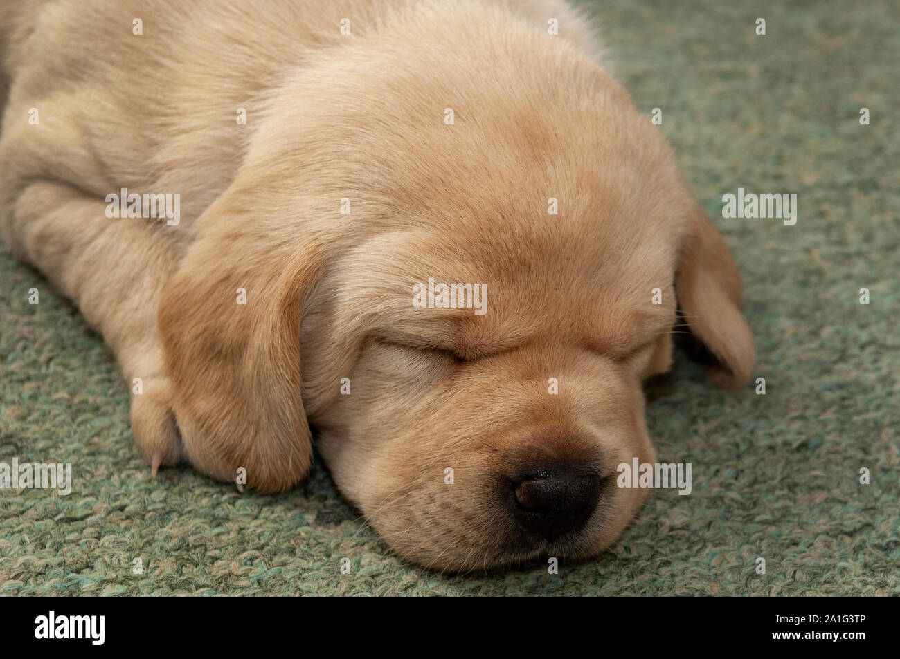 Very young blonde Labrador puppies Stock Photo - Alamy