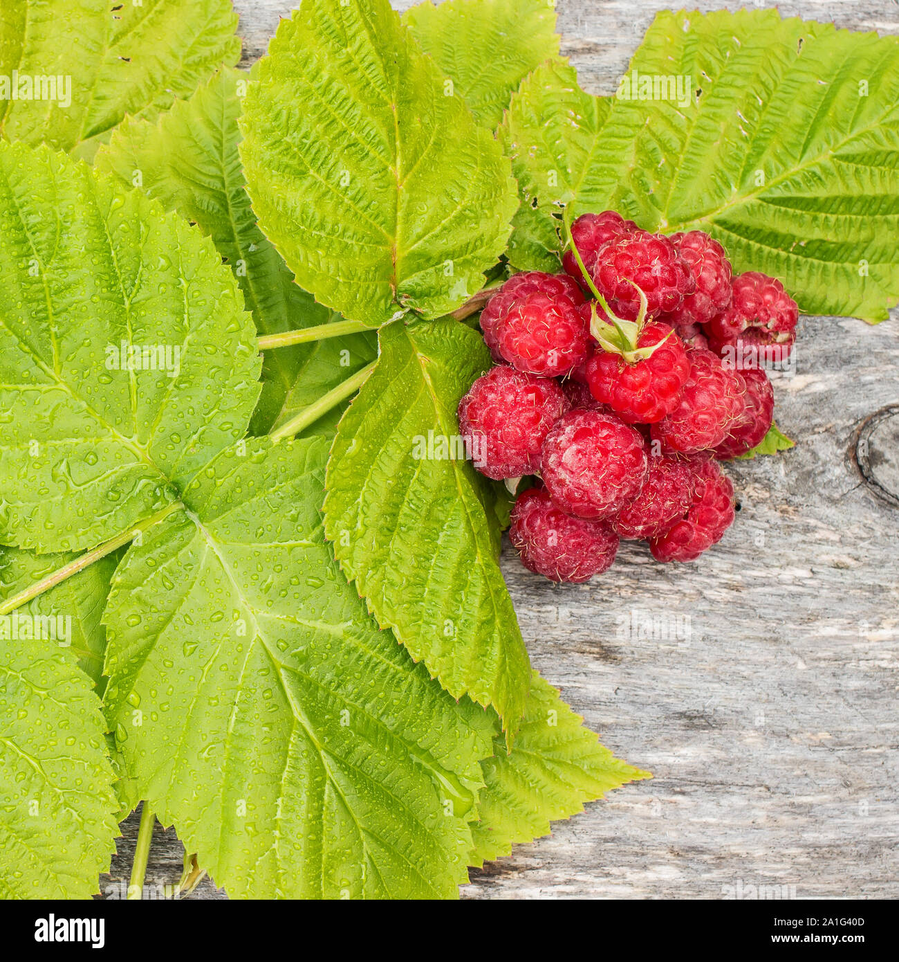 Raspberries with leaves in drops of water close-up lying on the old ...