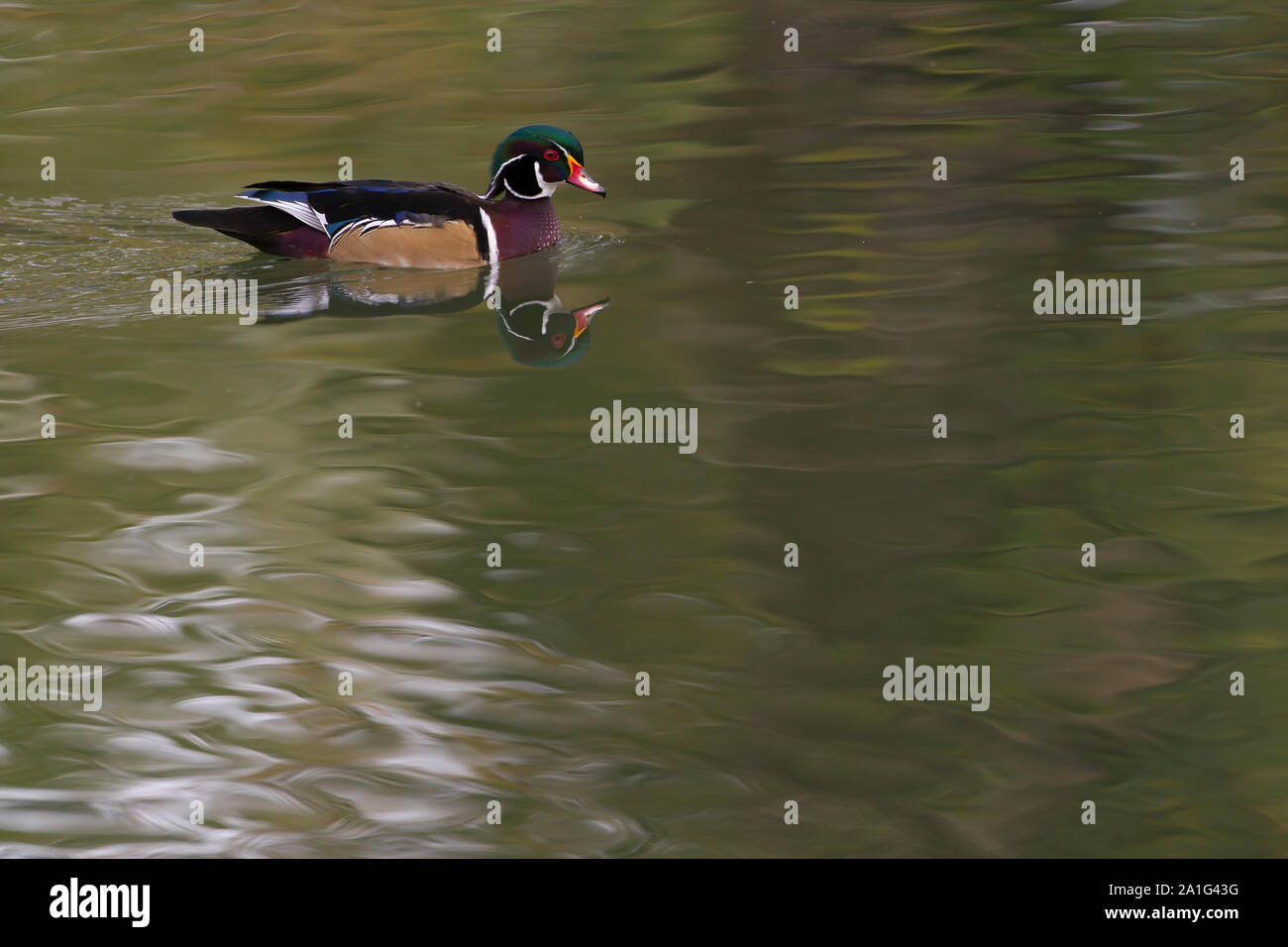 Beautiful Wood Duck in a Pond in canada Stock Photo - Alamy