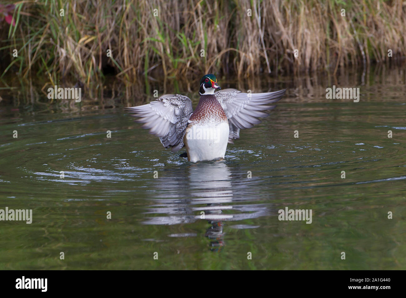 Wood duck winter plumage hi-res stock photography and images - Alamy