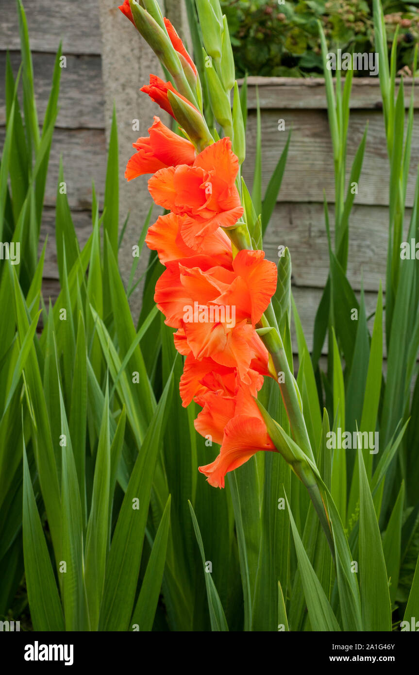 Flower spike of large orange flowers of gladiolus Jessica Stock Photo ...