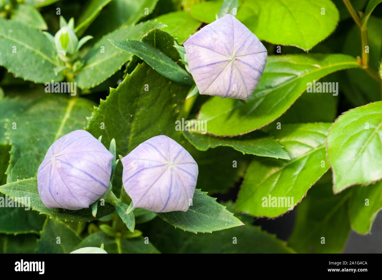 Blue Platycodon Grandiflorus or Balloon flower buds A deciduous ...