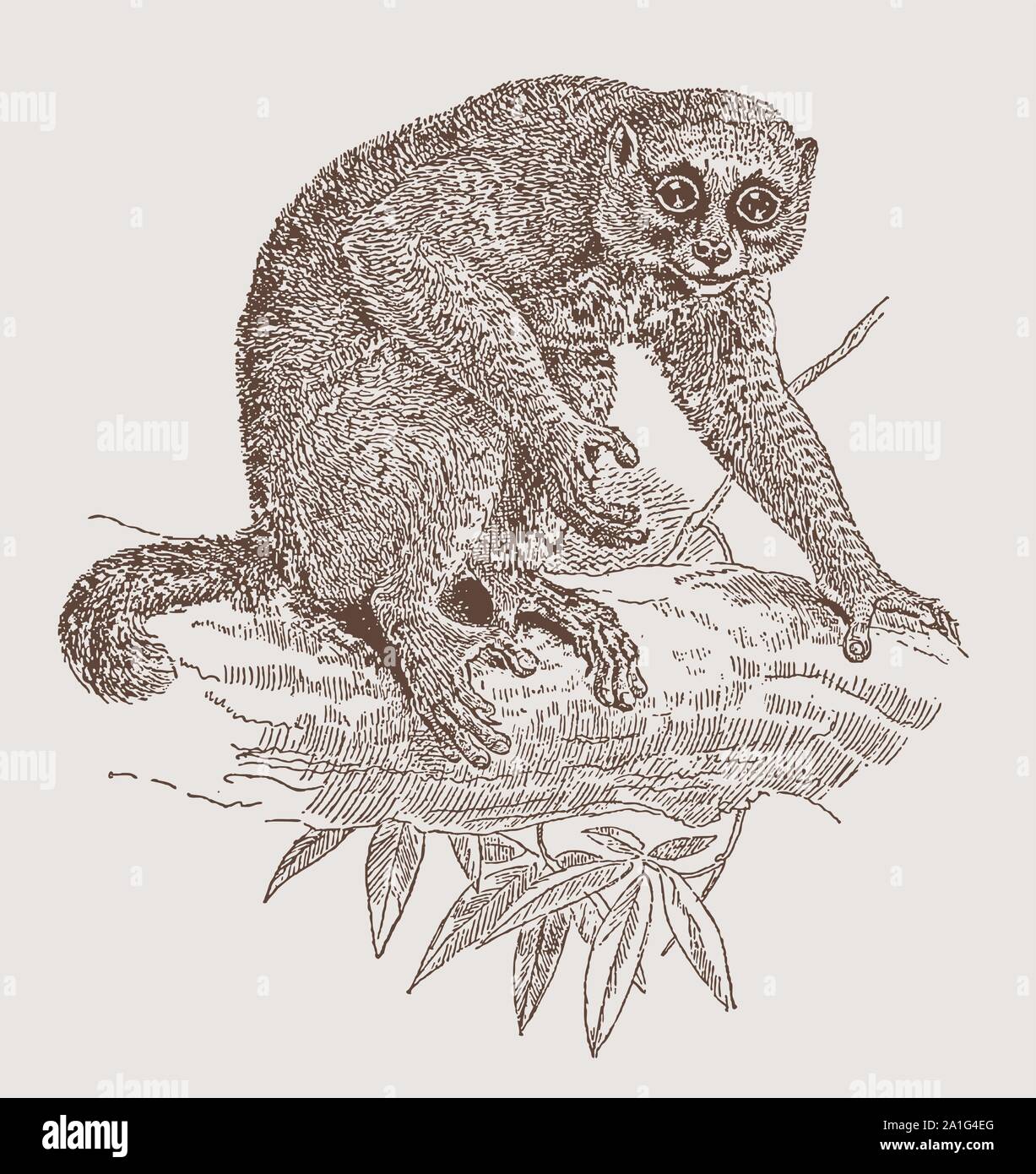 Perodicticus hi-res stock photography and images - Alamy