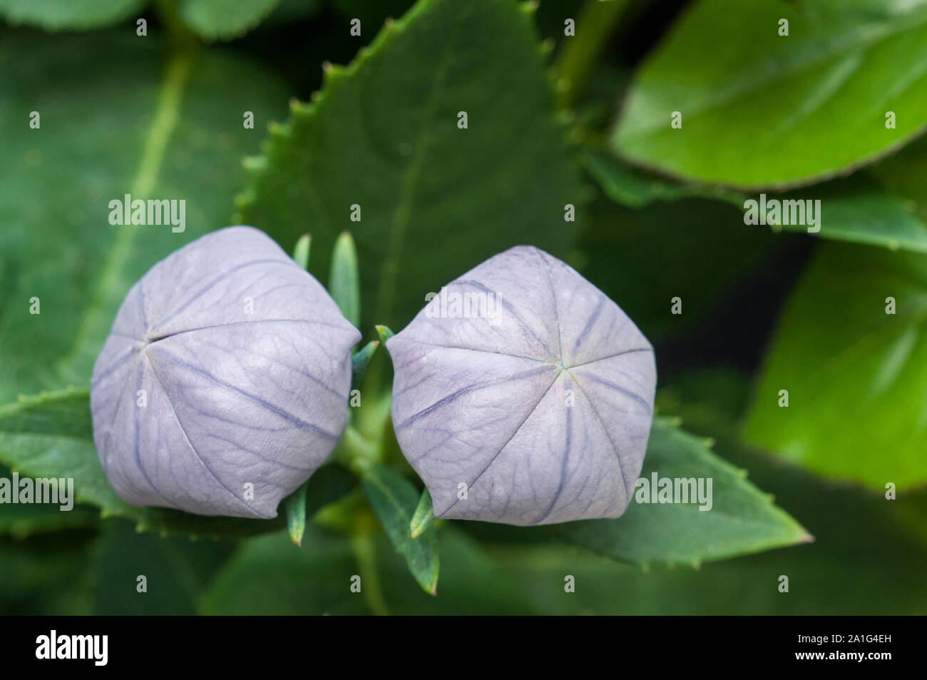 Blue Platycodon Grandiflorus or Balloon flower buds A deciduous ...