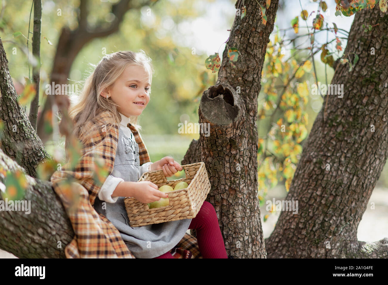 Child picking pears on farm in autumn. Little girl playing in pears ...