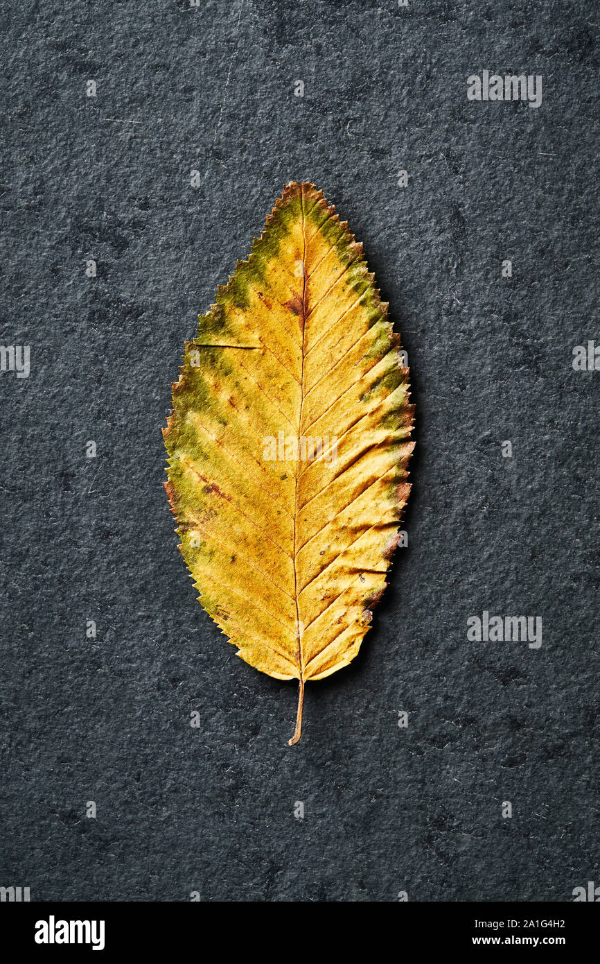 Hornbeam leaf hi-res stock photography and images - Alamy