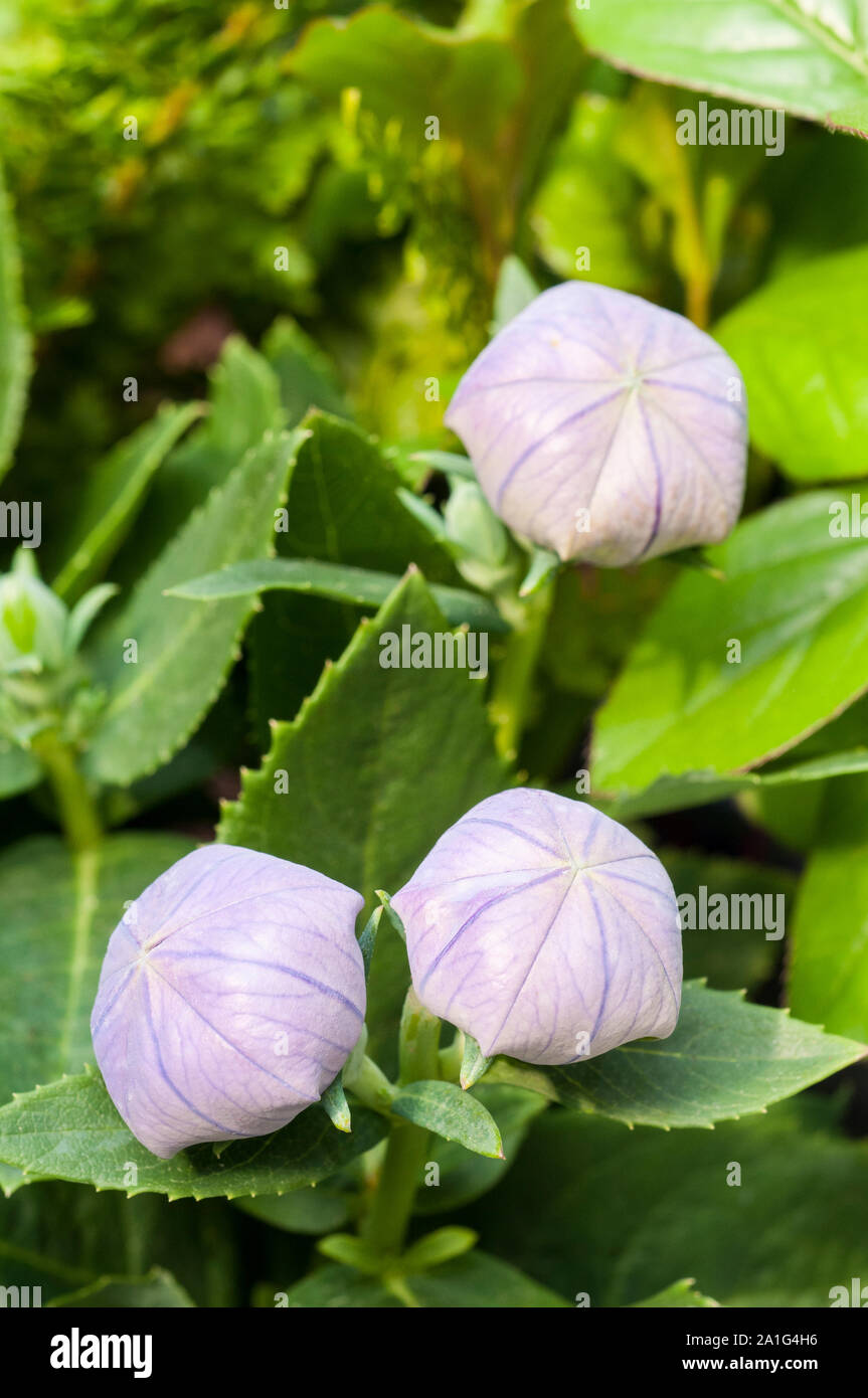 Blue Platycodon Grandiflorus or Balloon flower buds A deciduous ...