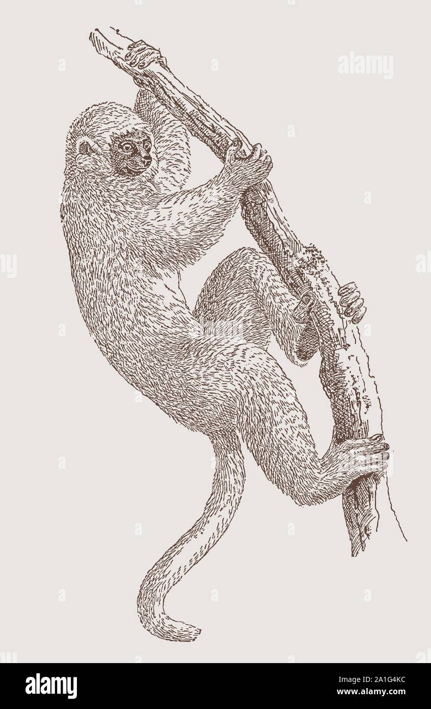 Sifaka Lemur Drawing