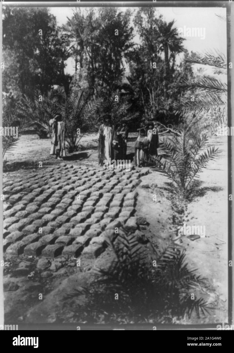 Mud blocks, used in building houses, drying in the sun in the garden at ...
