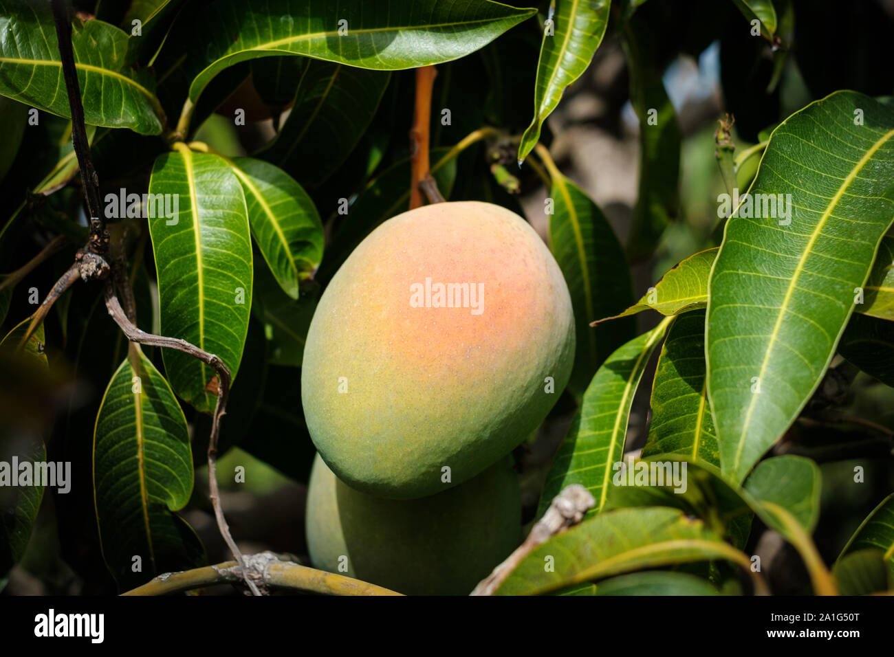 mongo fruit hanging on tree - mongo fruits Stock Photo - Alamy