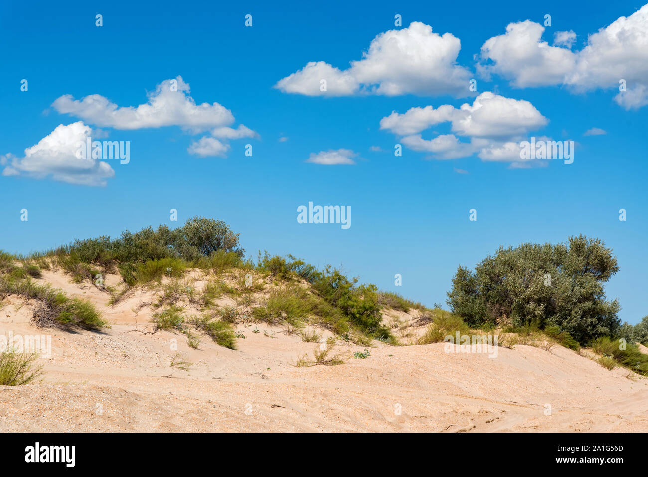 View of sand texture and green plants in semi-desert in summer Stock ...