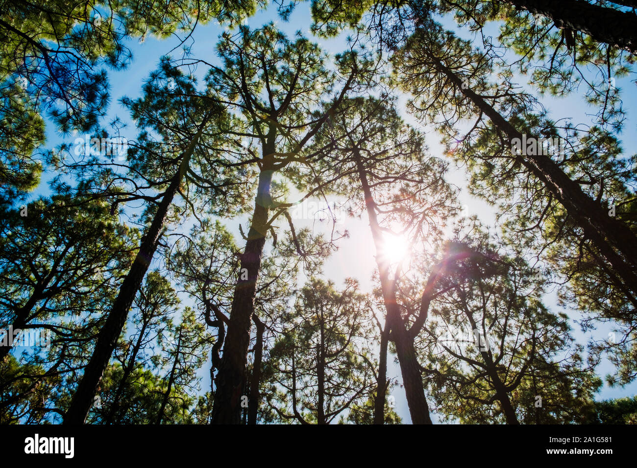 Lens flare through the trees hi-res stock photography and images - Alamy