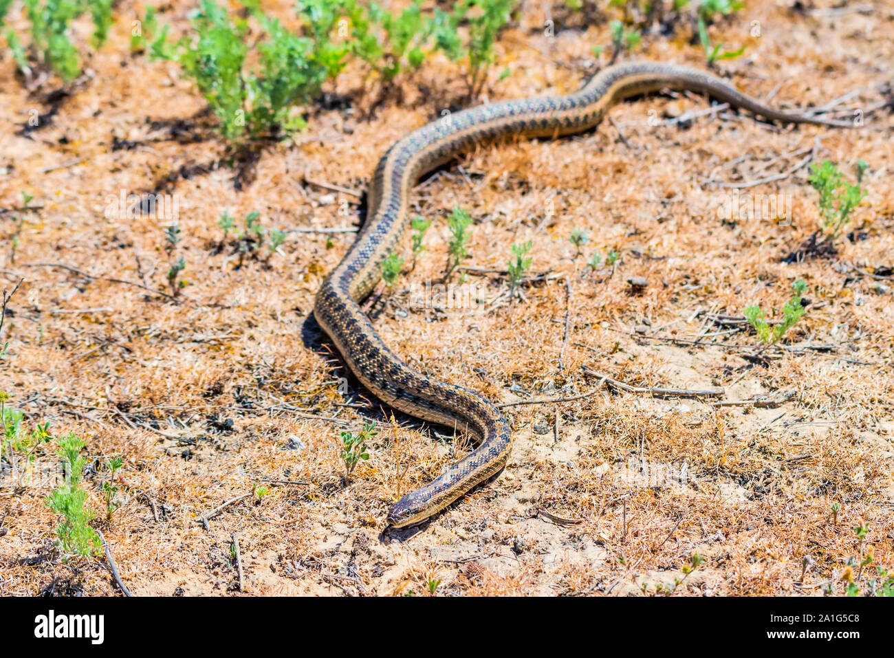 Dione rat snake elaphe dione hi-res stock photography and images - Alamy