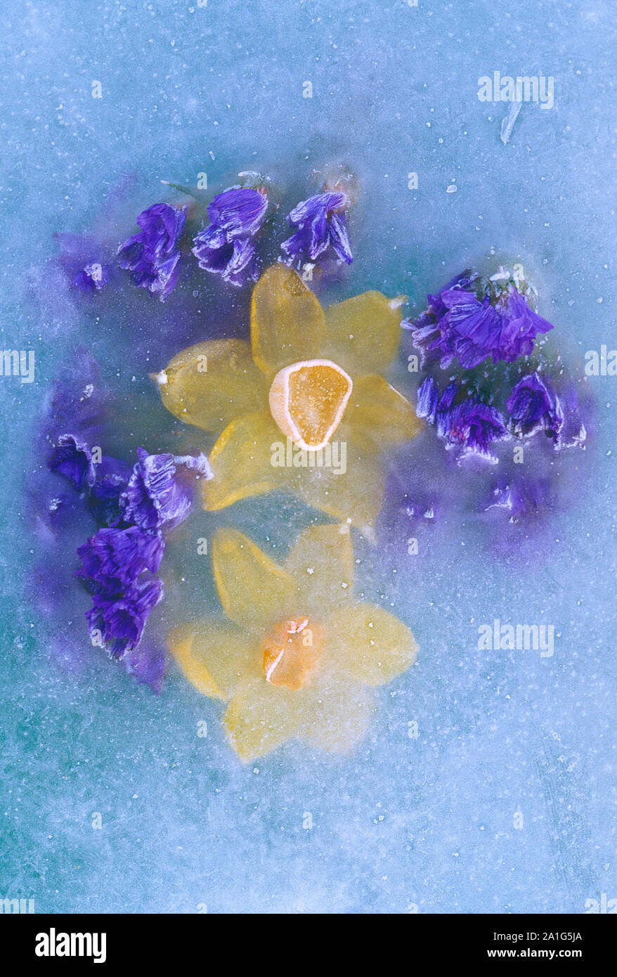Artwork. Yellow Narcissus and blue flower blooms frozen in ice Stock ...