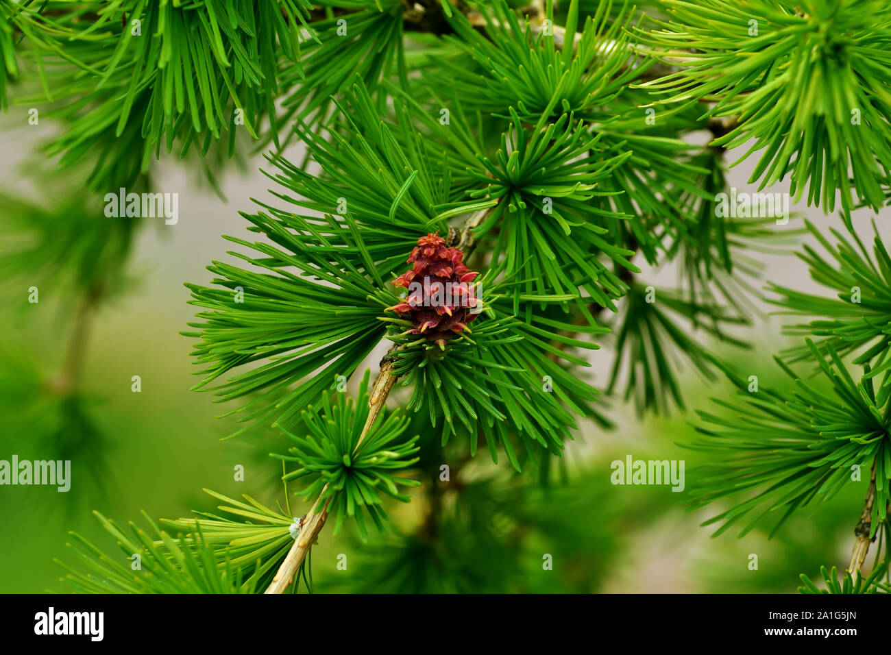 Beautiful twigs of larch close up in the background light. Natural ...