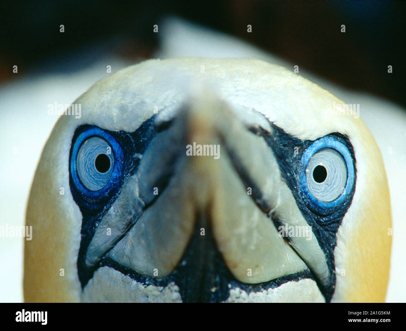 Wildlife. Bird. Close up front view of Gannet's head Stock Photo - Alamy