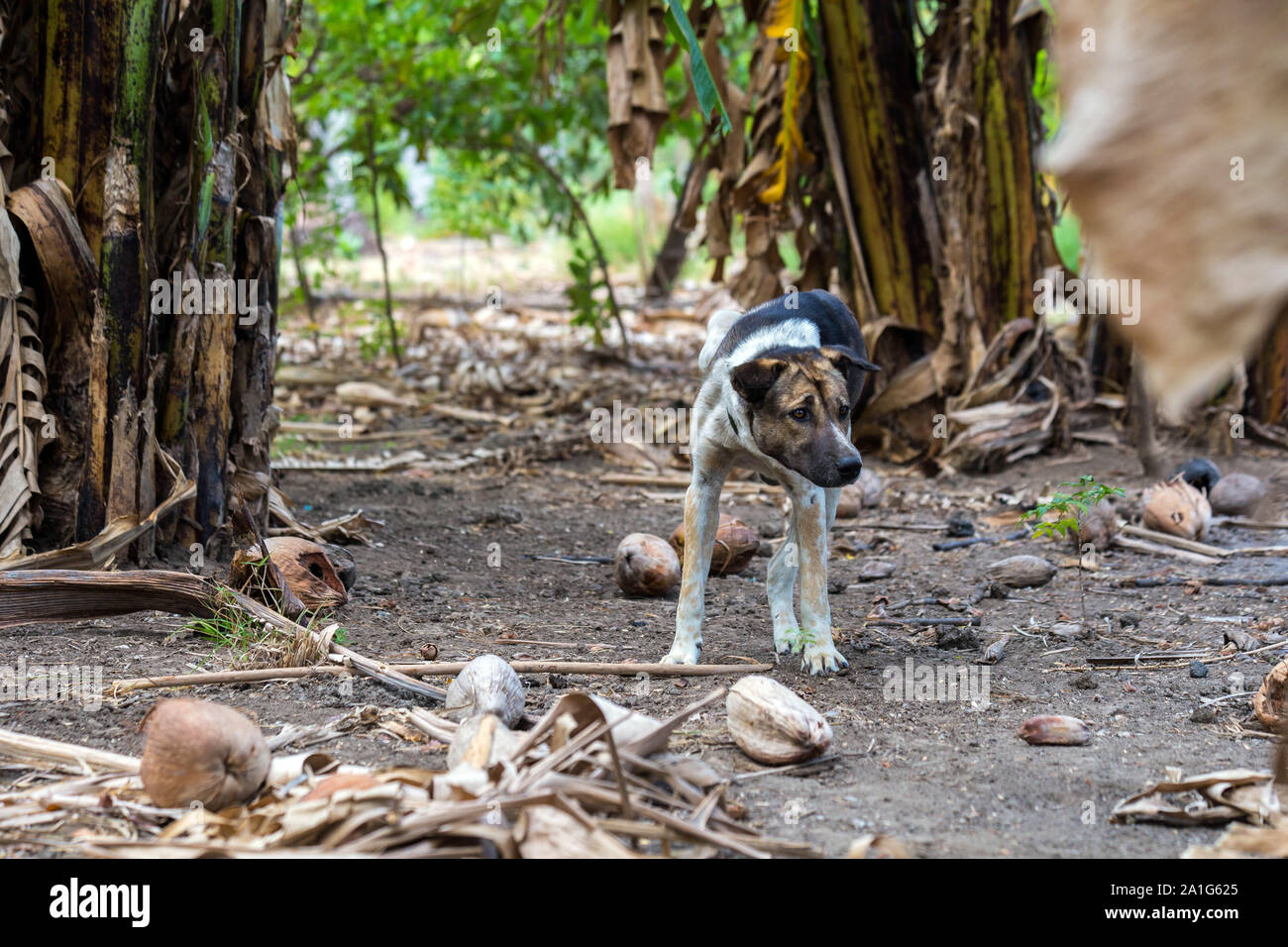 Animal Rescue & Rehabilitation Center Pune Maharashtra - Cronoset