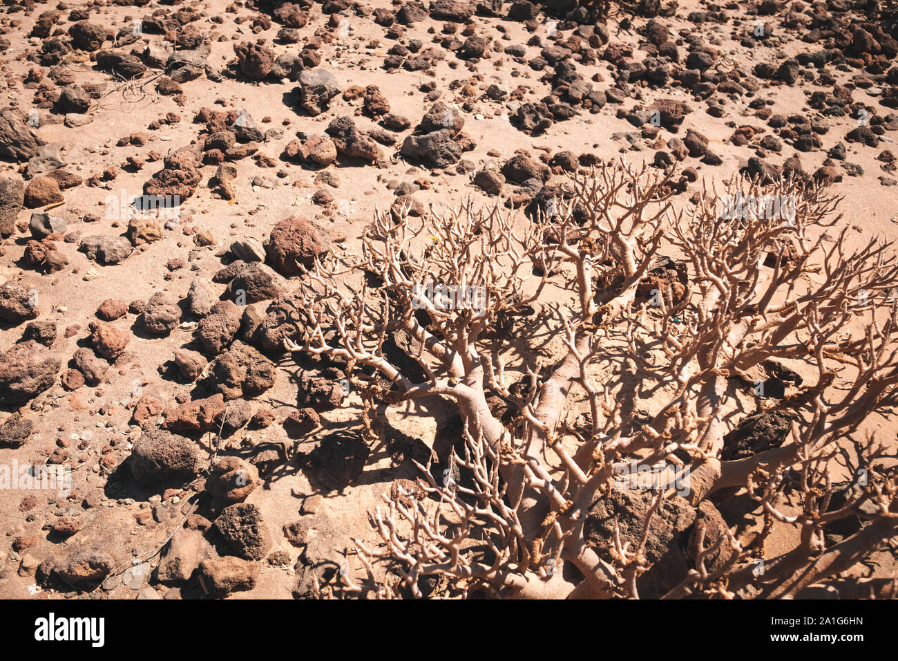Bush in the desert hi-res stock photography and images - Alamy