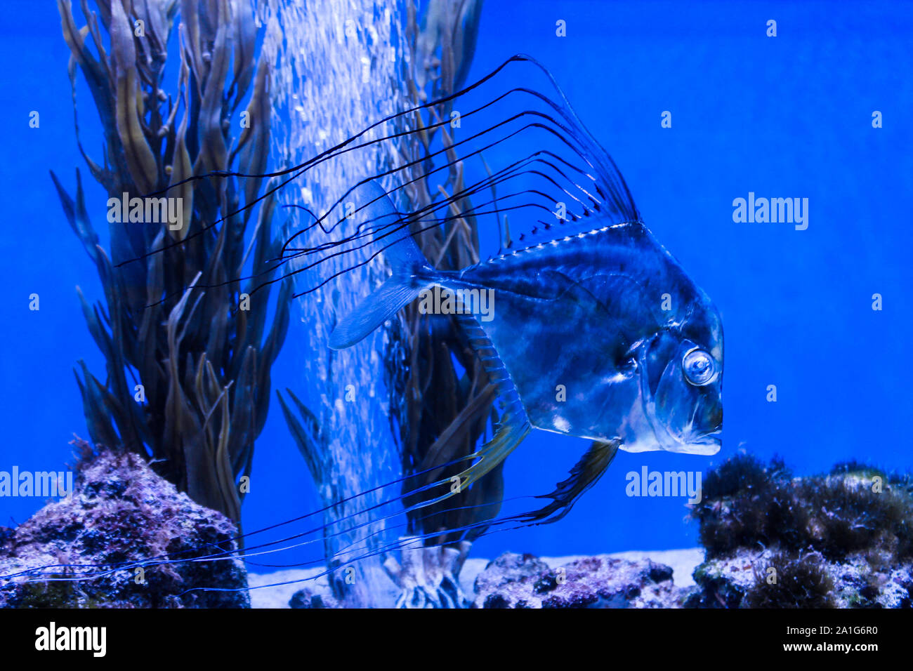 Marine background with shiny transparent reef fish and algae. Sea and ...