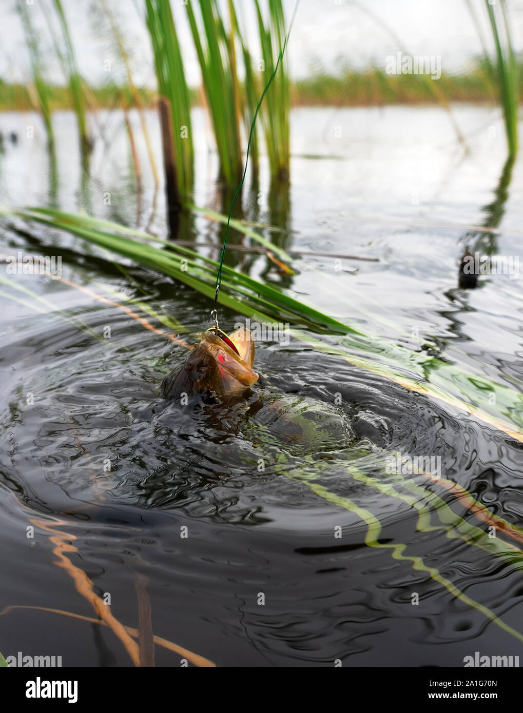 River perch in front of a river basin cattail. Fishing spinning on ...