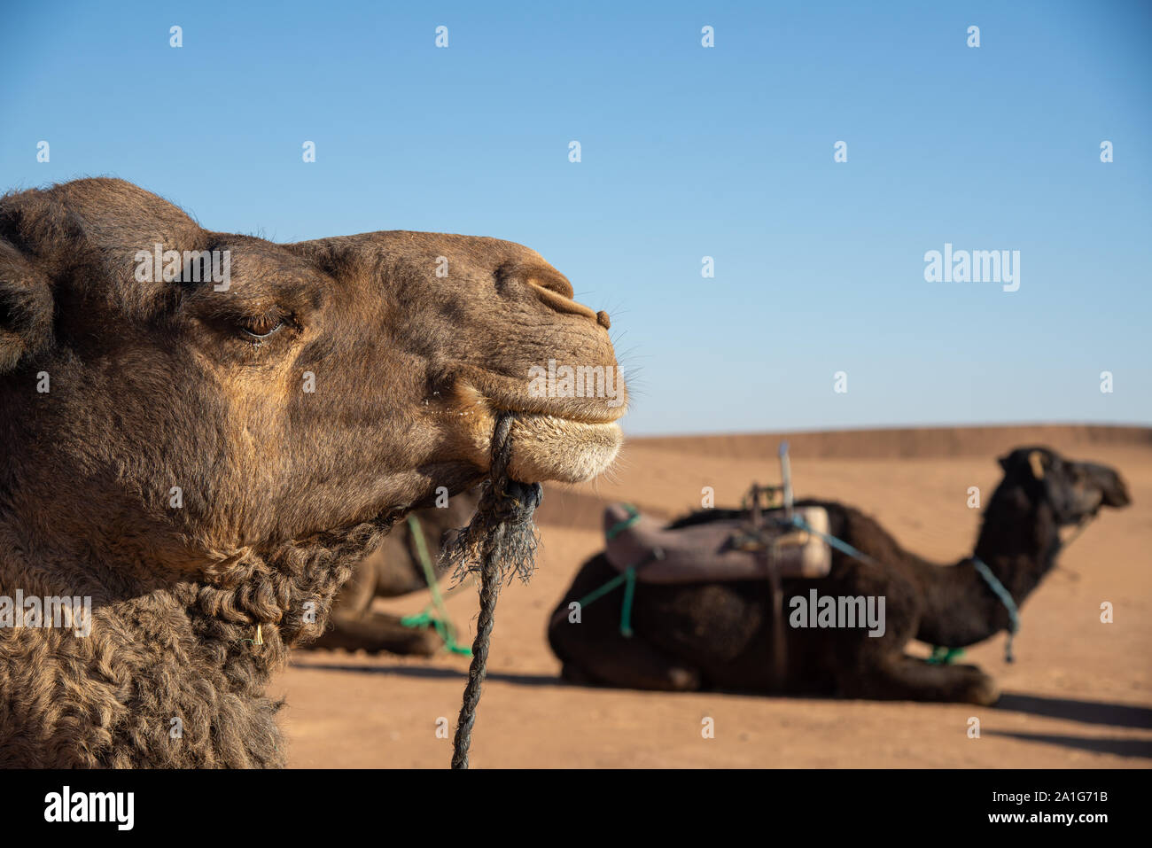 Camel in desert hi-res stock photography and images - Alamy