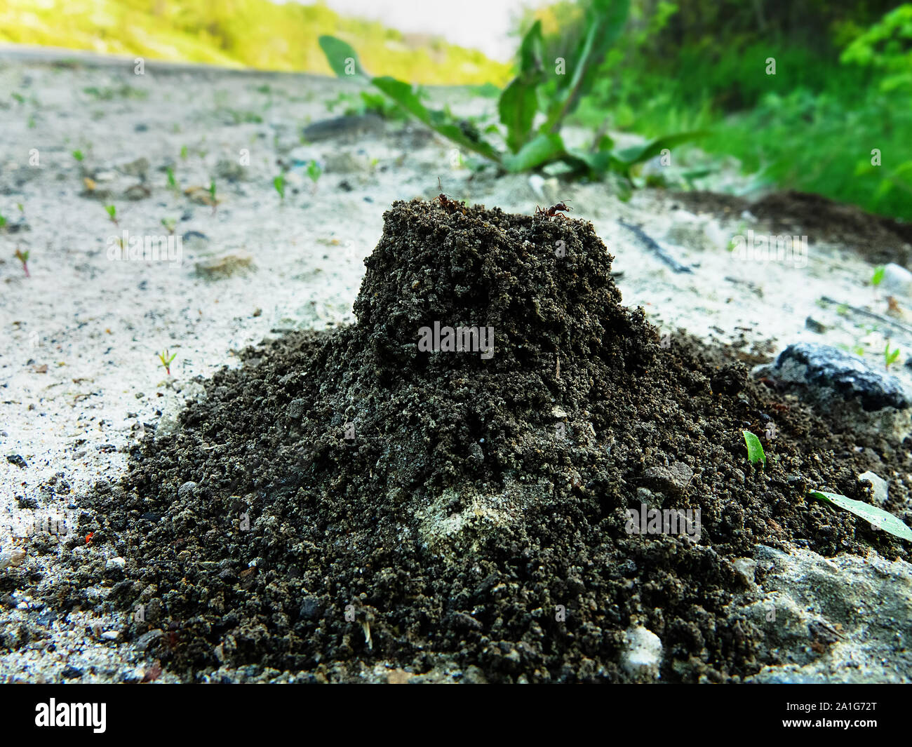 Earth ants (Lasius) at the entrance to the anthill on sandy soil in ...
