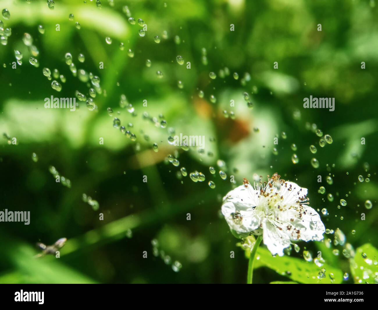 Pouring rain (heavy fall of rain) over flowering strawberry, wild ...
