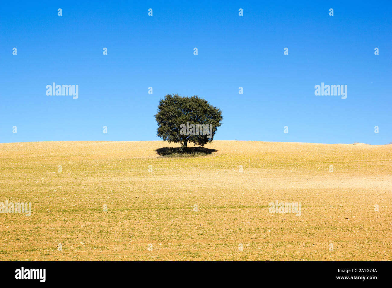 Field of Castilla la Mancha. Land of cereal with a tree giving shade ...