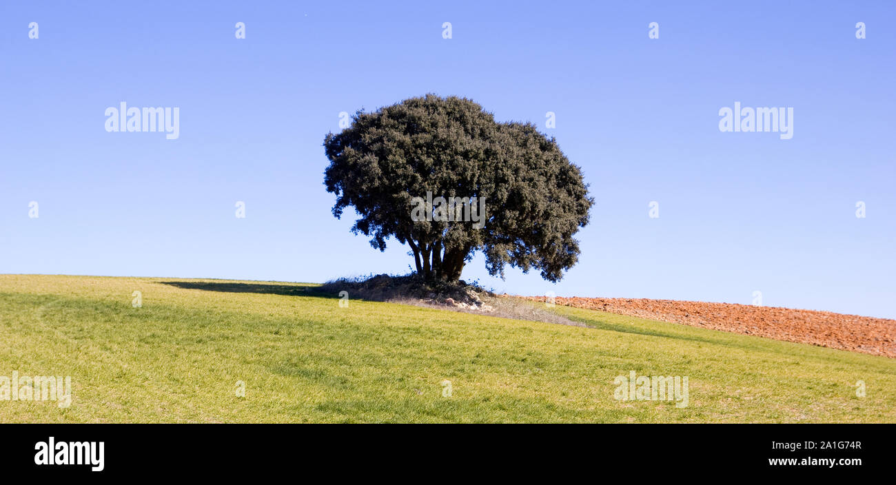 Field of Castilla la Mancha. Land of cereal with a tree giving shade ...