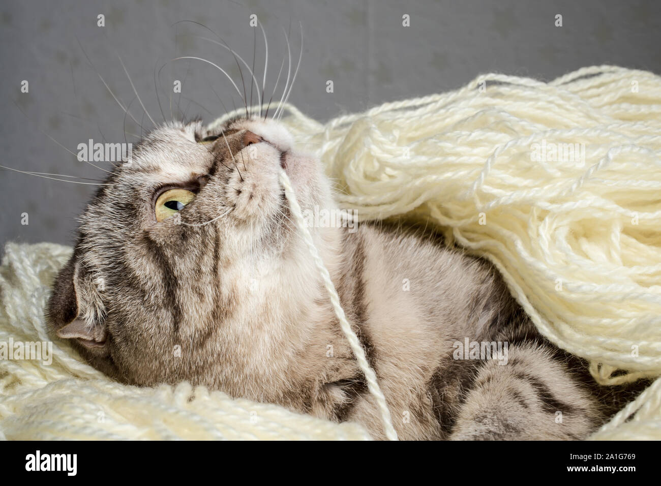Scottish Fold tangled in the white wool threads yarn and plays nibbling ...