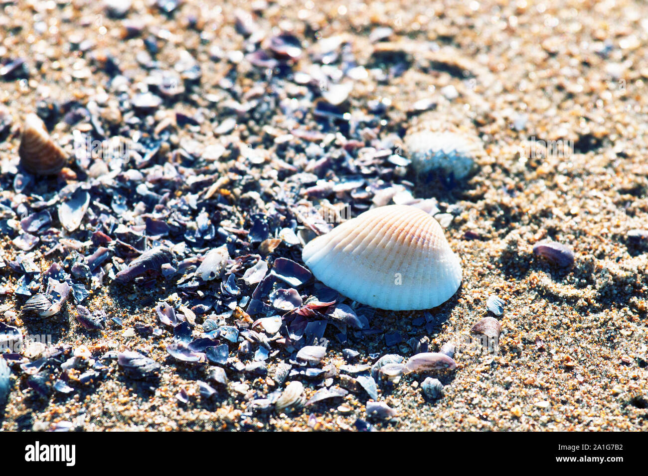 shell beach on the sea, coquina bed, cockle (Cardium Stock Photo - Alamy