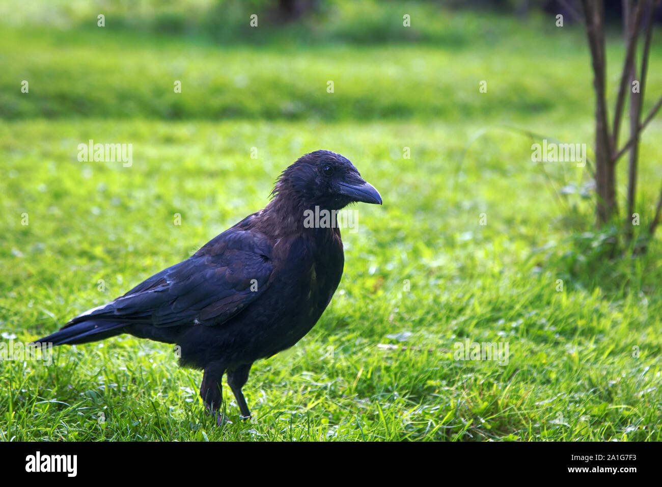 Black crow, carrion crow (Corvus corone) on the lawn, inhabits central ...